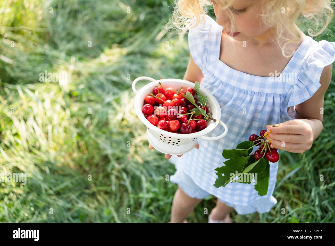 Girl looking at colander of fresh red cherries Stock Photo - Alamy