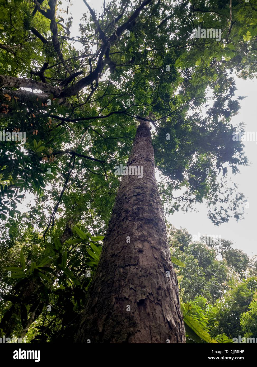 Big tree in the forest Stock Photo - Alamy