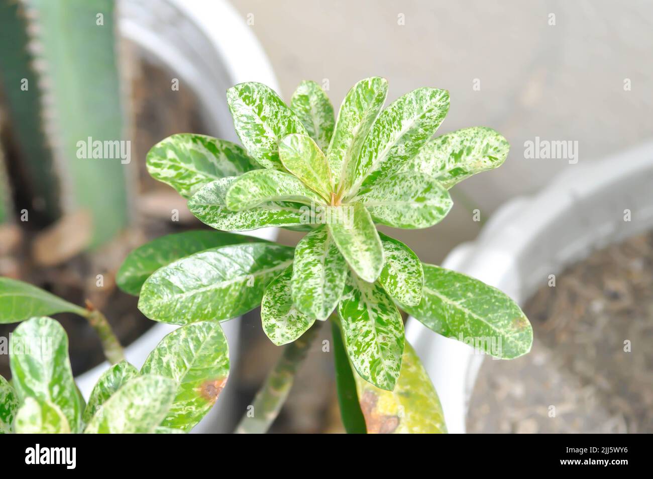 Bicolor azalea hi-res stock photography and images - Alamy