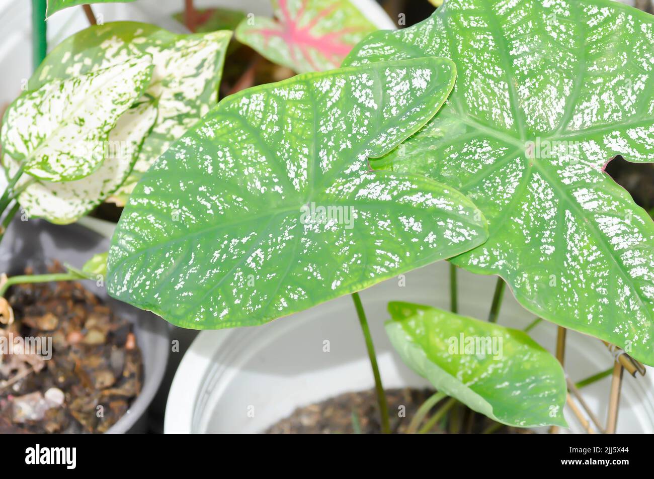 angel wing caladium or candidum ,Caladium bicolor or Araceae plant ...