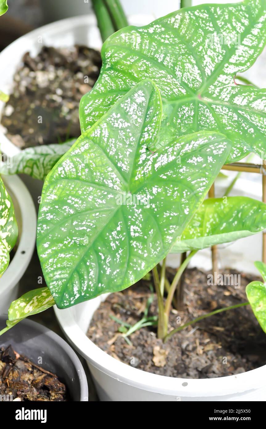 angel wing caladium or candidum ,Caladium bicolor or Araceae plant ...