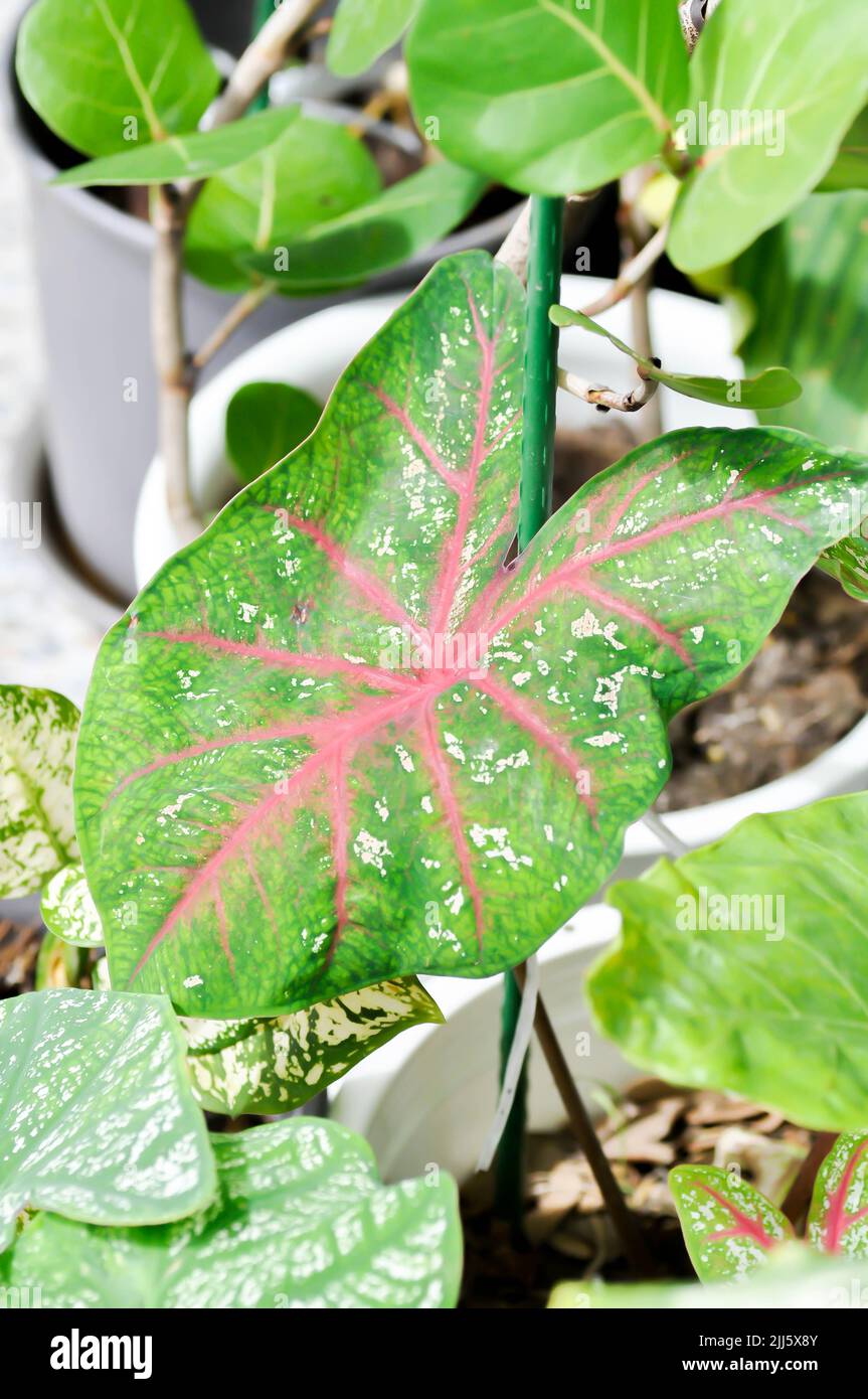 Caladium, Caladium Bicolor Vent or Caladium bicolor plant Stock Photo ...