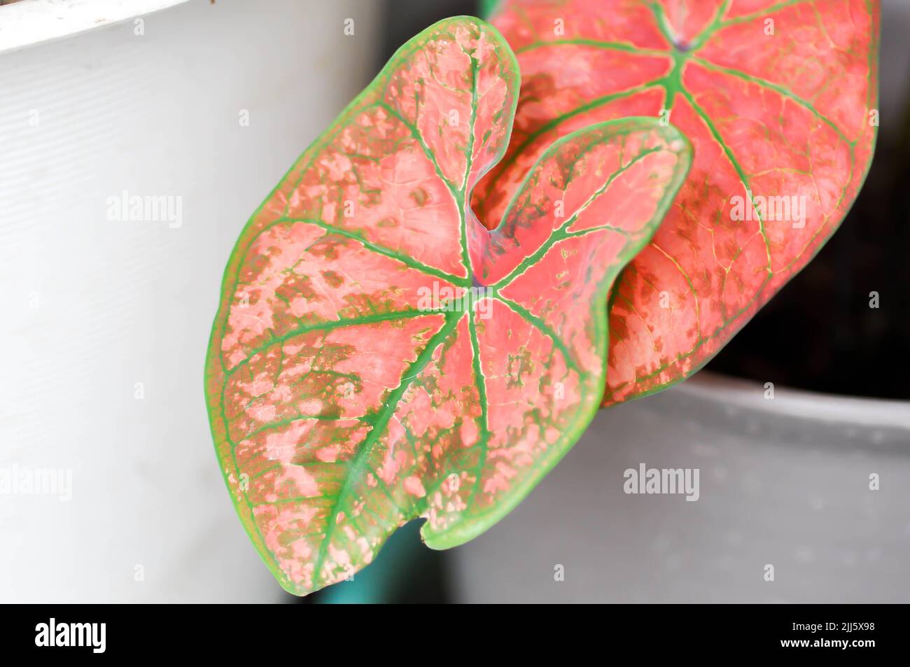 Caladium, Caladium Bicolor Vent or Caladium bicolor or pink leaf or ...