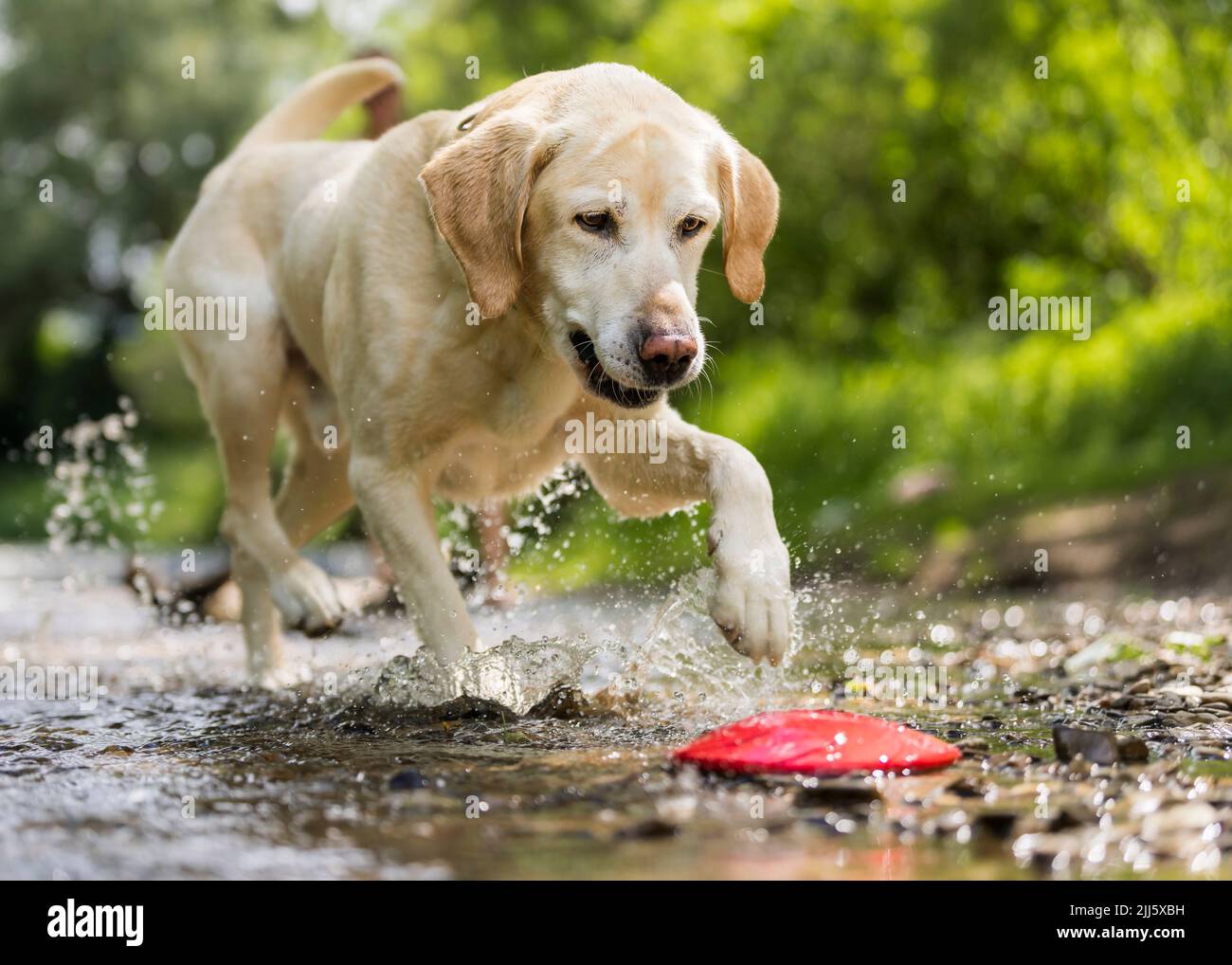 Young Labrador Retriever playing with plastic disc on bank of Rems ...