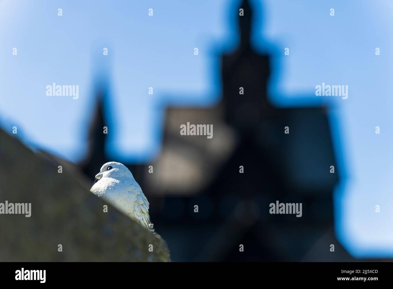 Sculpted bird on top of tombstone Stock Photo - Alamy