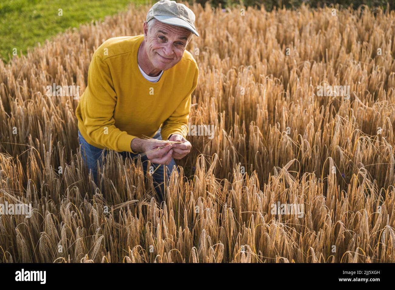 Happy senior farmer wearing cap examining wheat crop at farm Stock ...