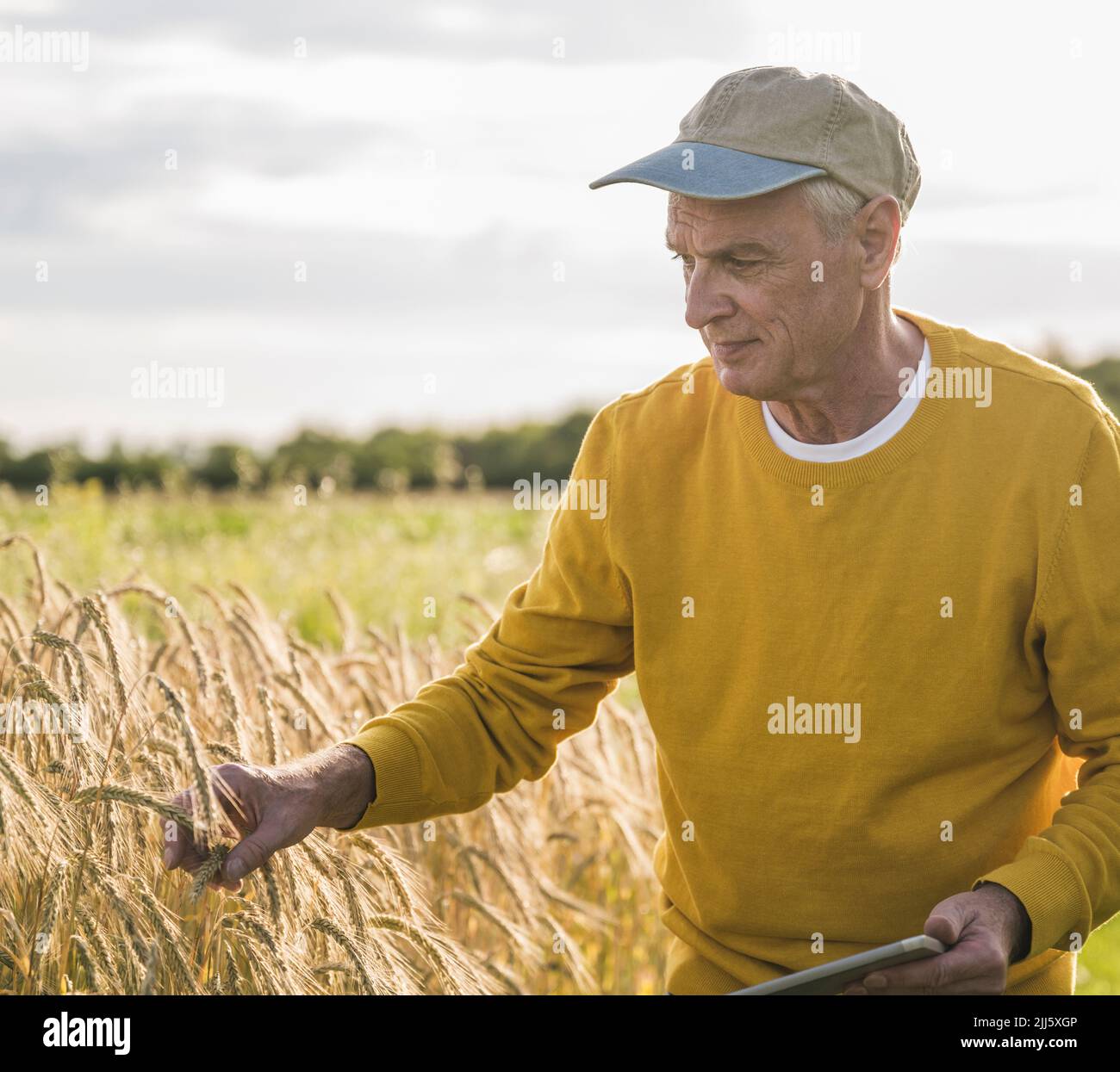 Farmer wearing cap examining wheat crops at farm Stock Photo - Alamy