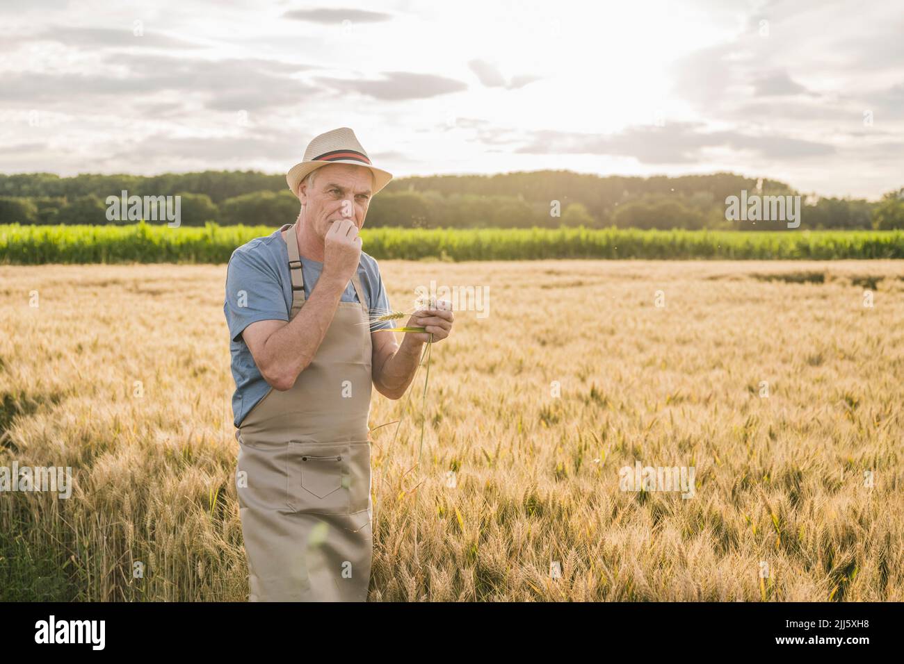 Farmer smelling wheat crop standing in farm Stock Photo - Alamy