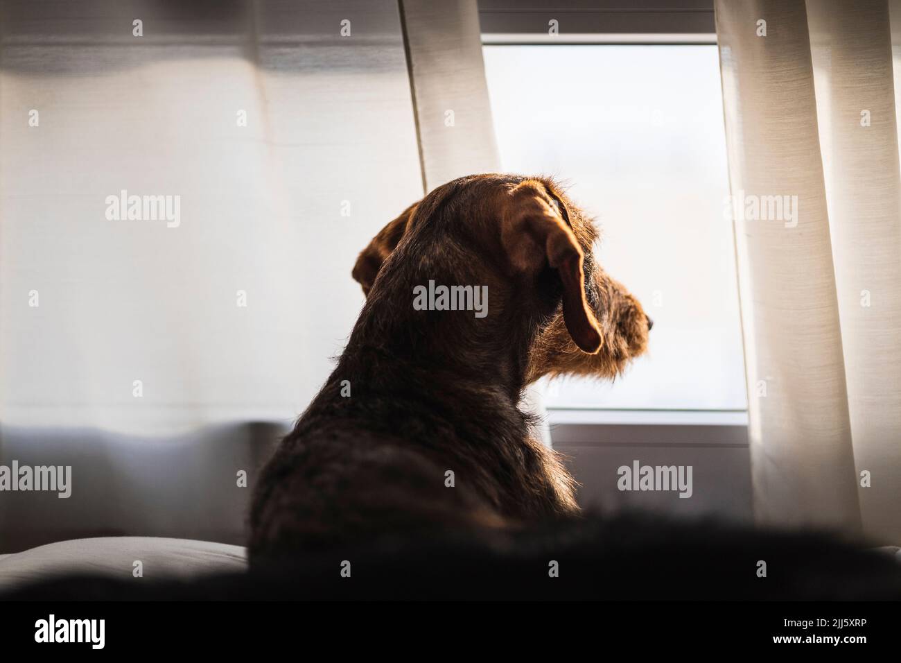 Dog looking through the window sitting at home Stock Photo - Alamy