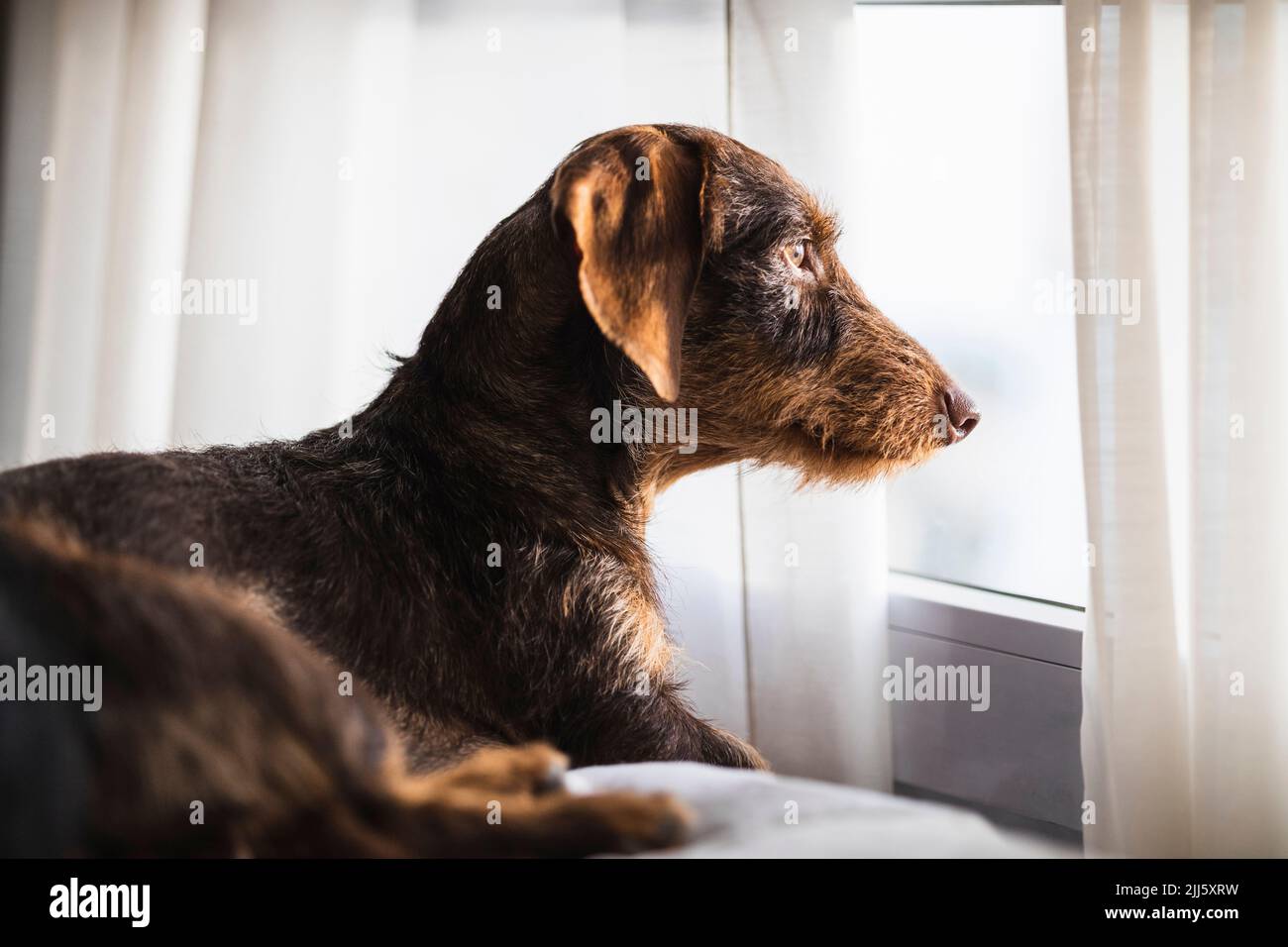 Dog looking through the window Stock Photo - Alamy