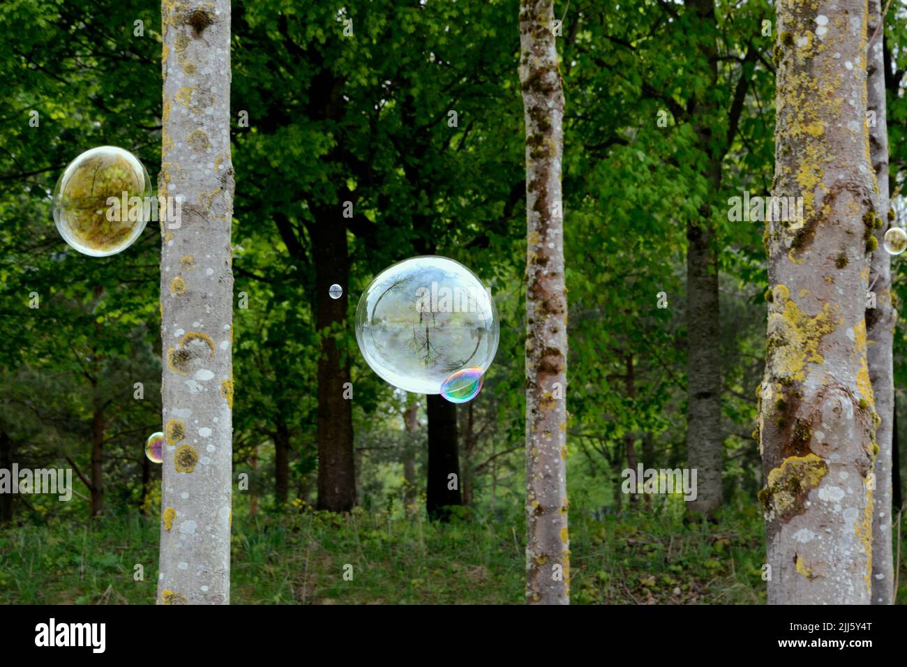 Soap suds floating in front of forest trees Stock Photo - Alamy
