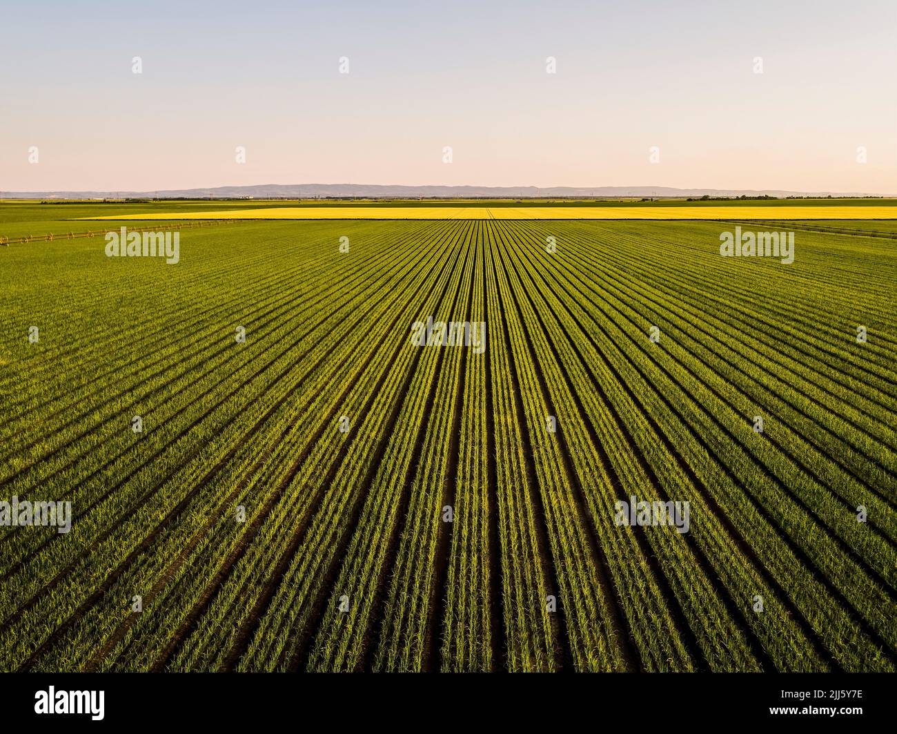 Drone view of vast onion field at dusk Stock Photo - Alamy