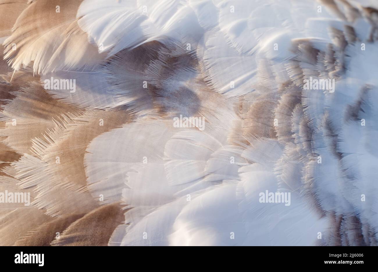 swan feathers as a texture top view Stock Photo - Alamy
