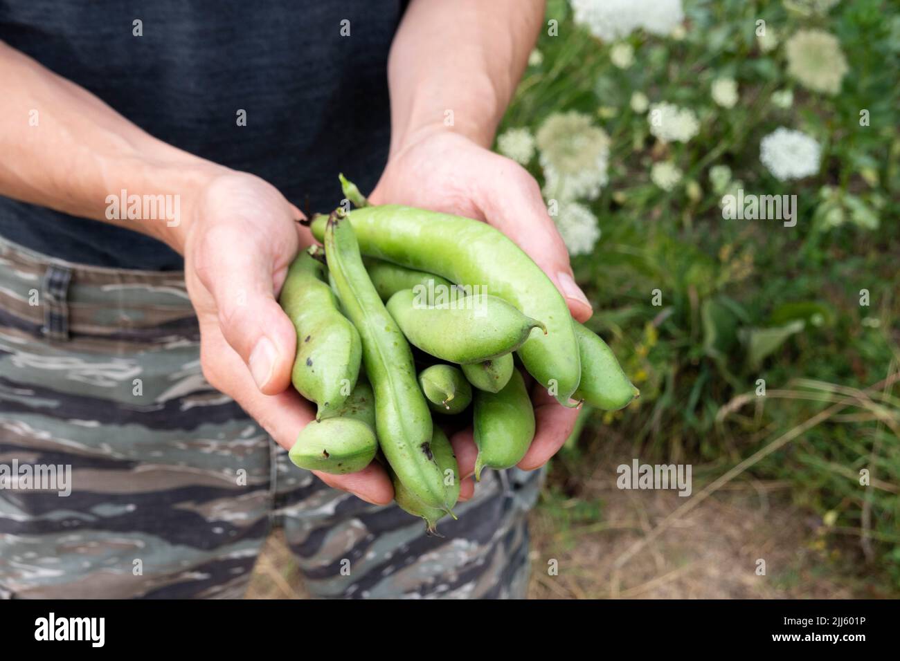 Broad beans man hi-res stock photography and images - Alamy