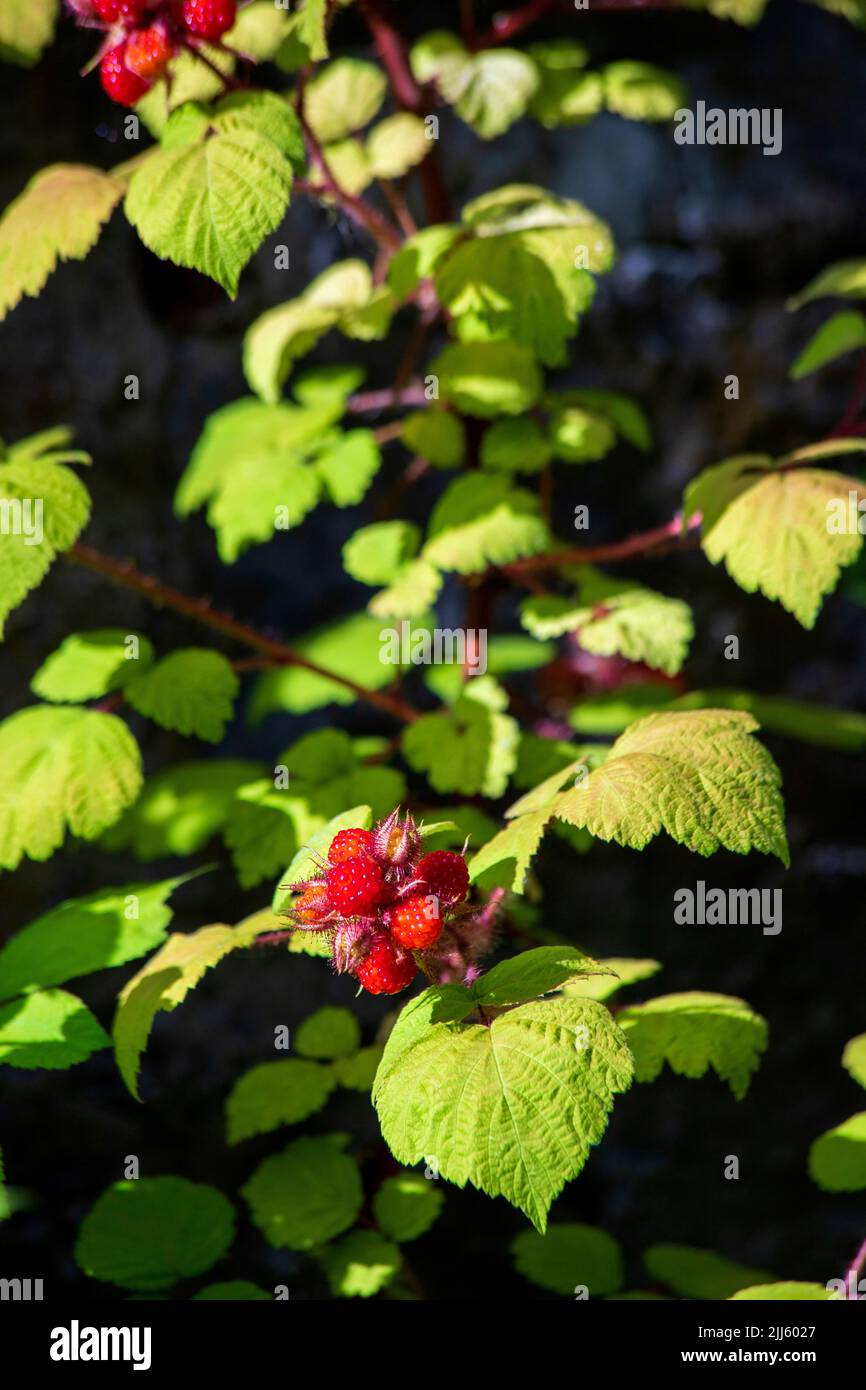 Japanese wineberry (Rubus phoenicolasius) growing outdoors Stock Photo ...
