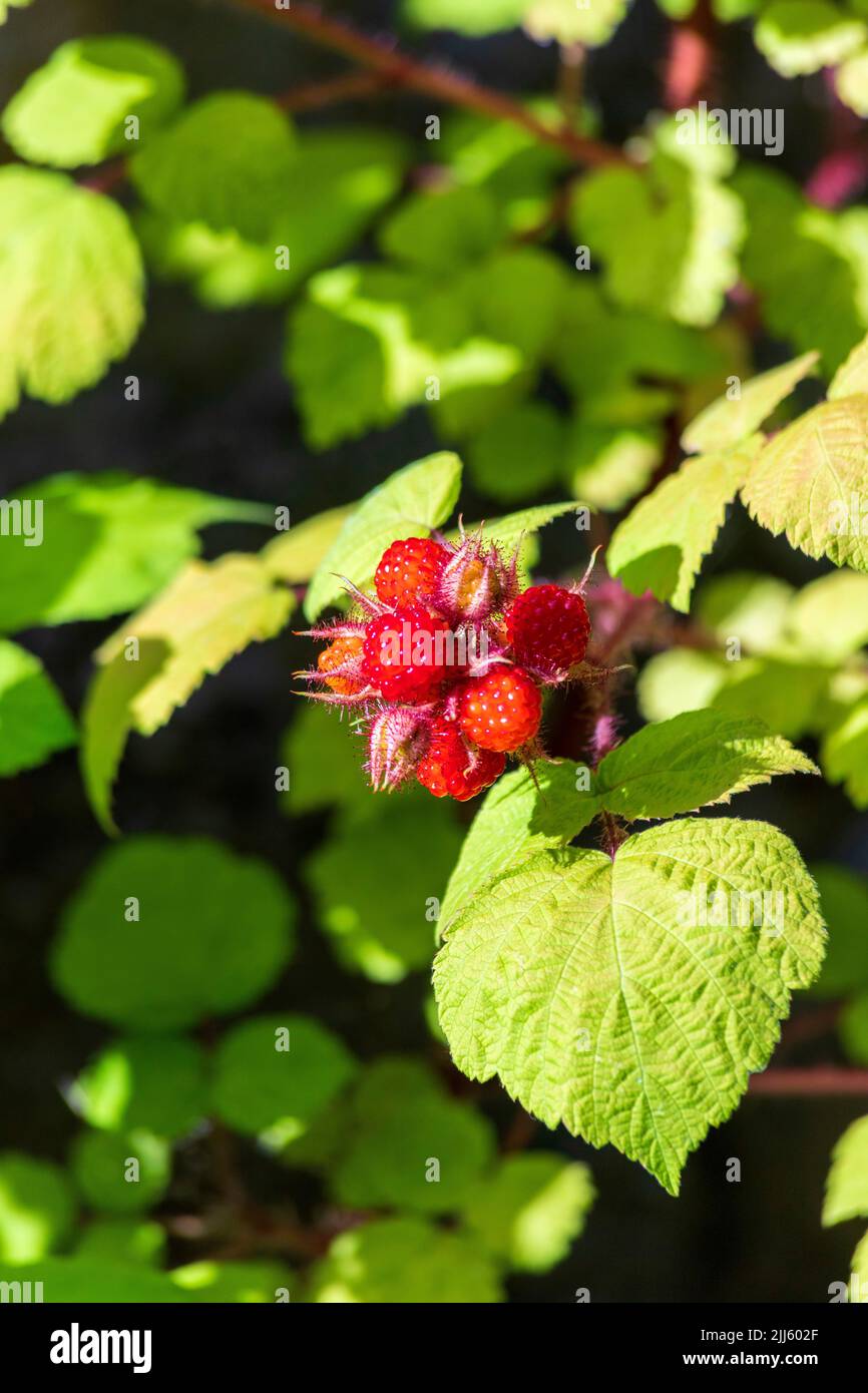 Japanese wineberry (Rubus phoenicolasius) growing outdoors Stock Photo ...