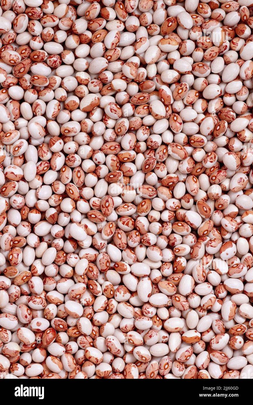 Red and white beans texture for background. Organic natural kidney bean ...