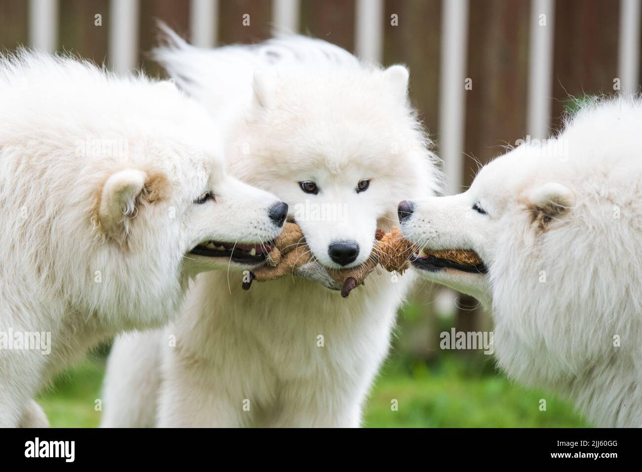 Fluffy white Samoyed puppies dogs are playing with toy Stock Photo - Alamy