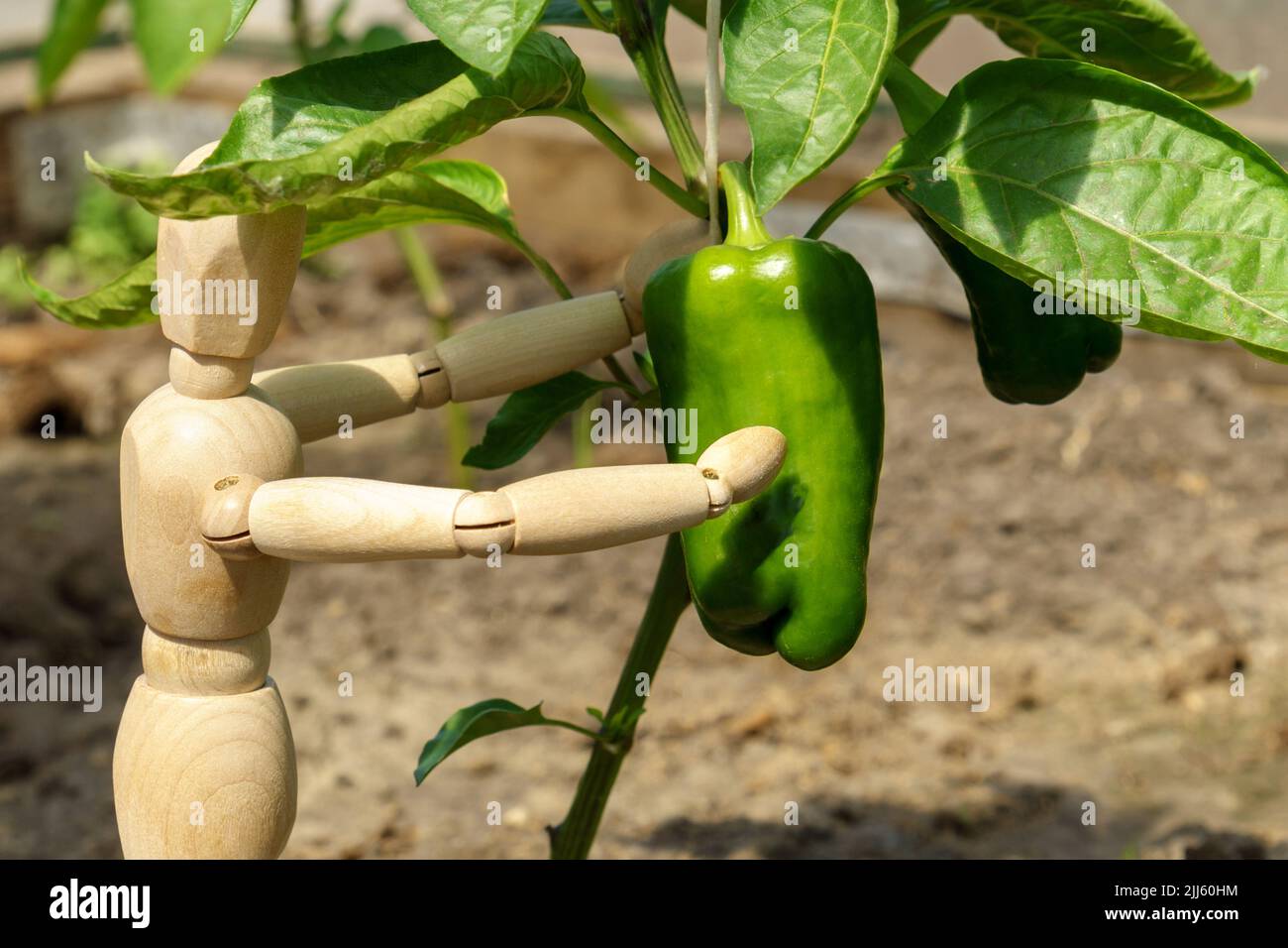 Sweet pepper growing in the vegetable garden. Ripening bell peppers in ...