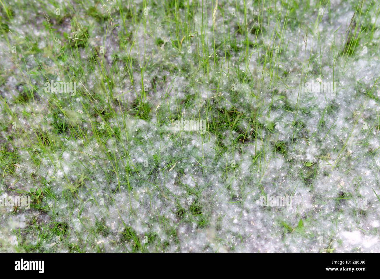 Poplar fluff, background texture. Strong allergen, health hazard ...