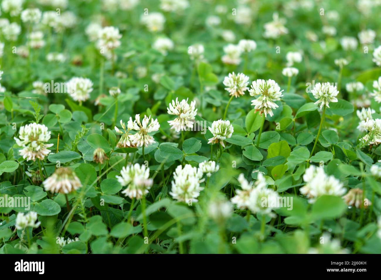 Trifolium pratense a plant from the legume family Fabaceae. Small ...