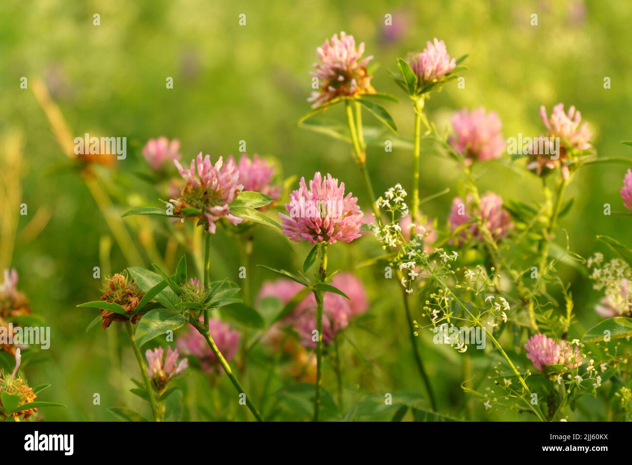 Flowers of violet clover Trifolium repens.The plant is edible ...