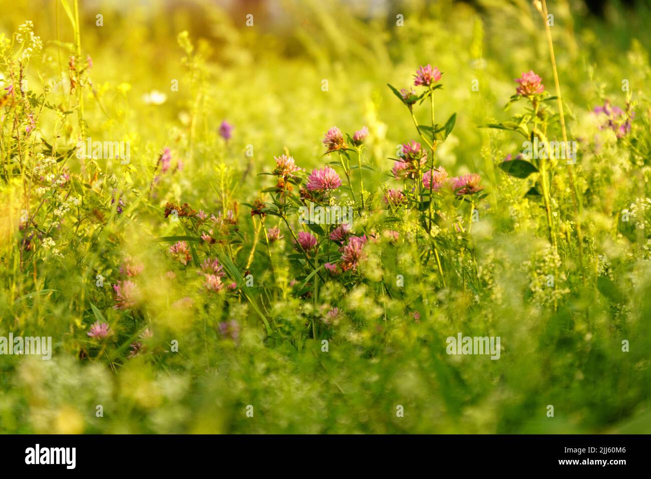 Flowers of violet clover Trifolium repens.The plant is edible ...