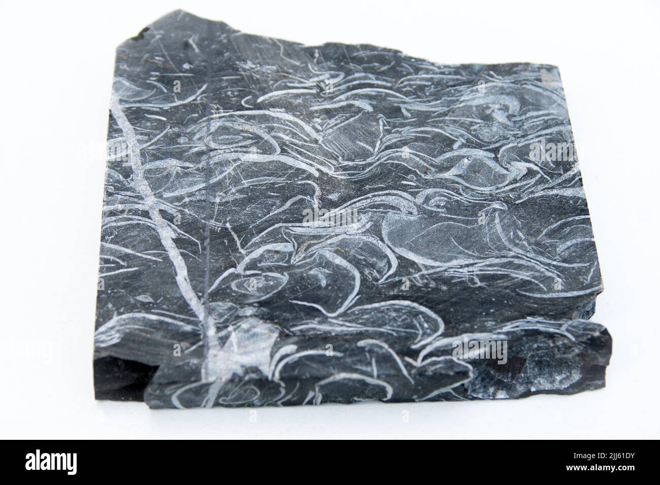 limestone cutted in half isolated over white background Stock Photo - Alamy