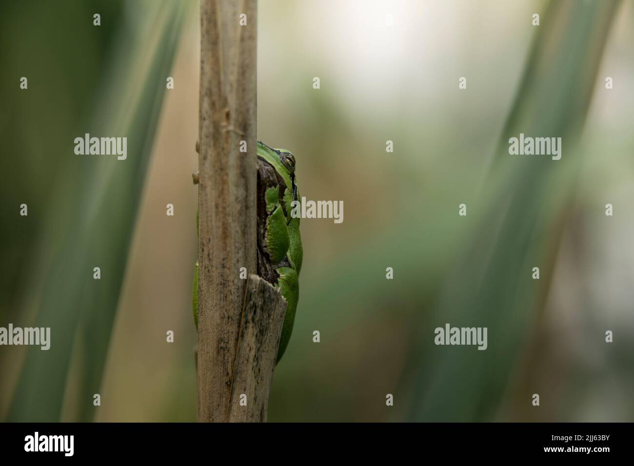 Male of European tree frog (Hyla arborea) sitting on dry cattail leaf ...