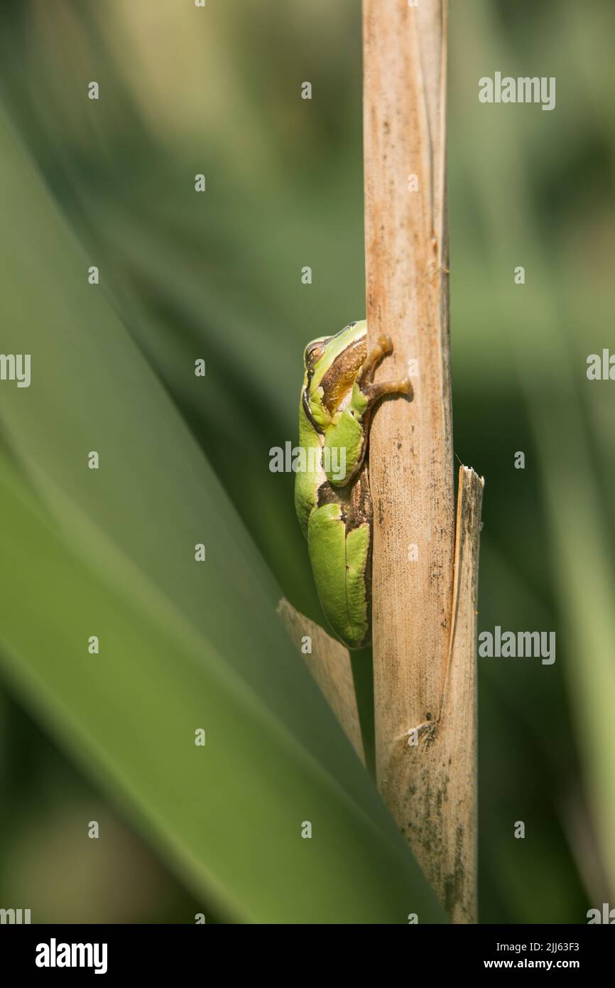 Male of European tree frog (Hyla arborea) sitting on dry cattail leaf ...