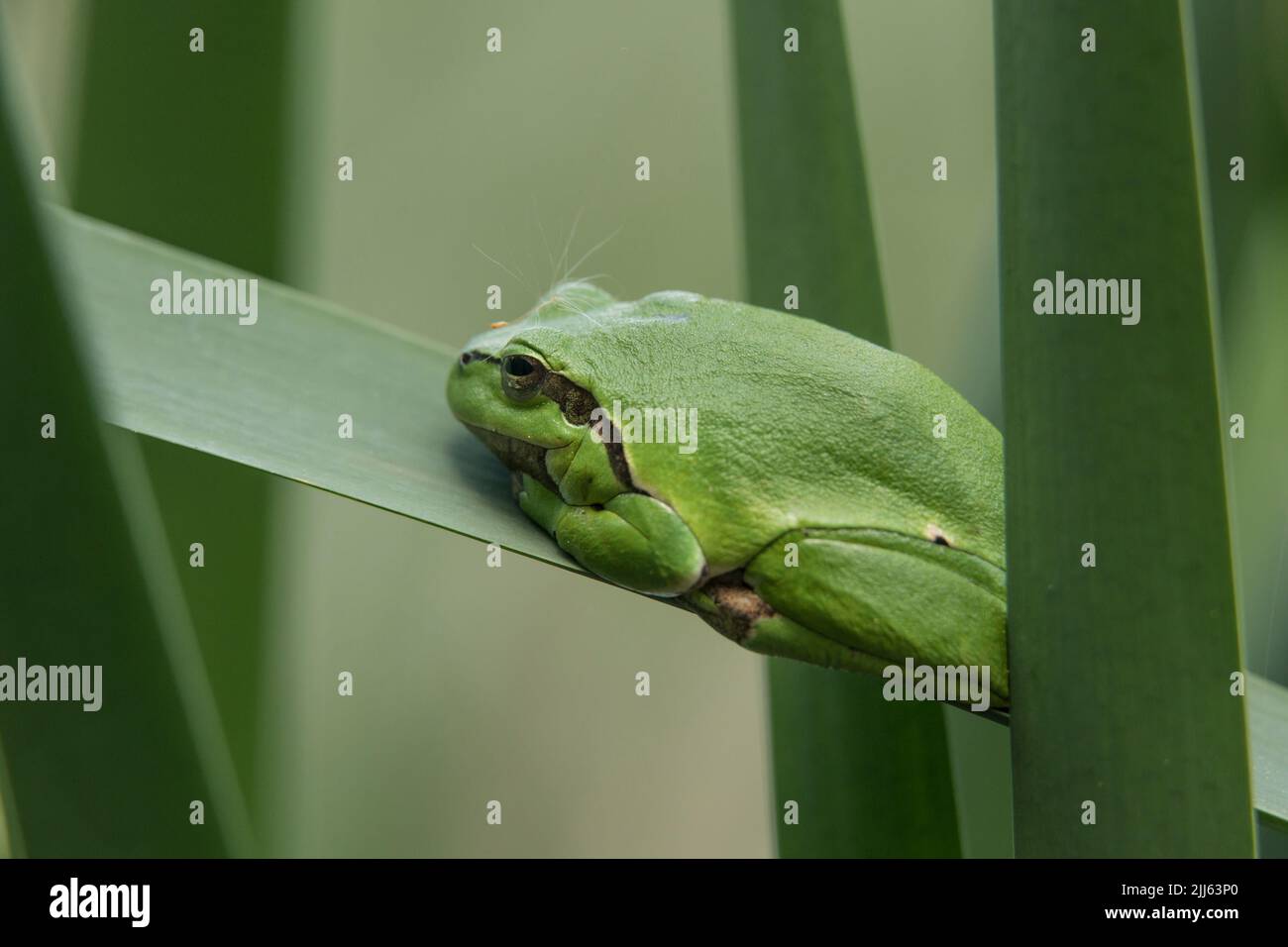 Male of European tree frog (hyla arborea) sitting on a cattail leaf ...