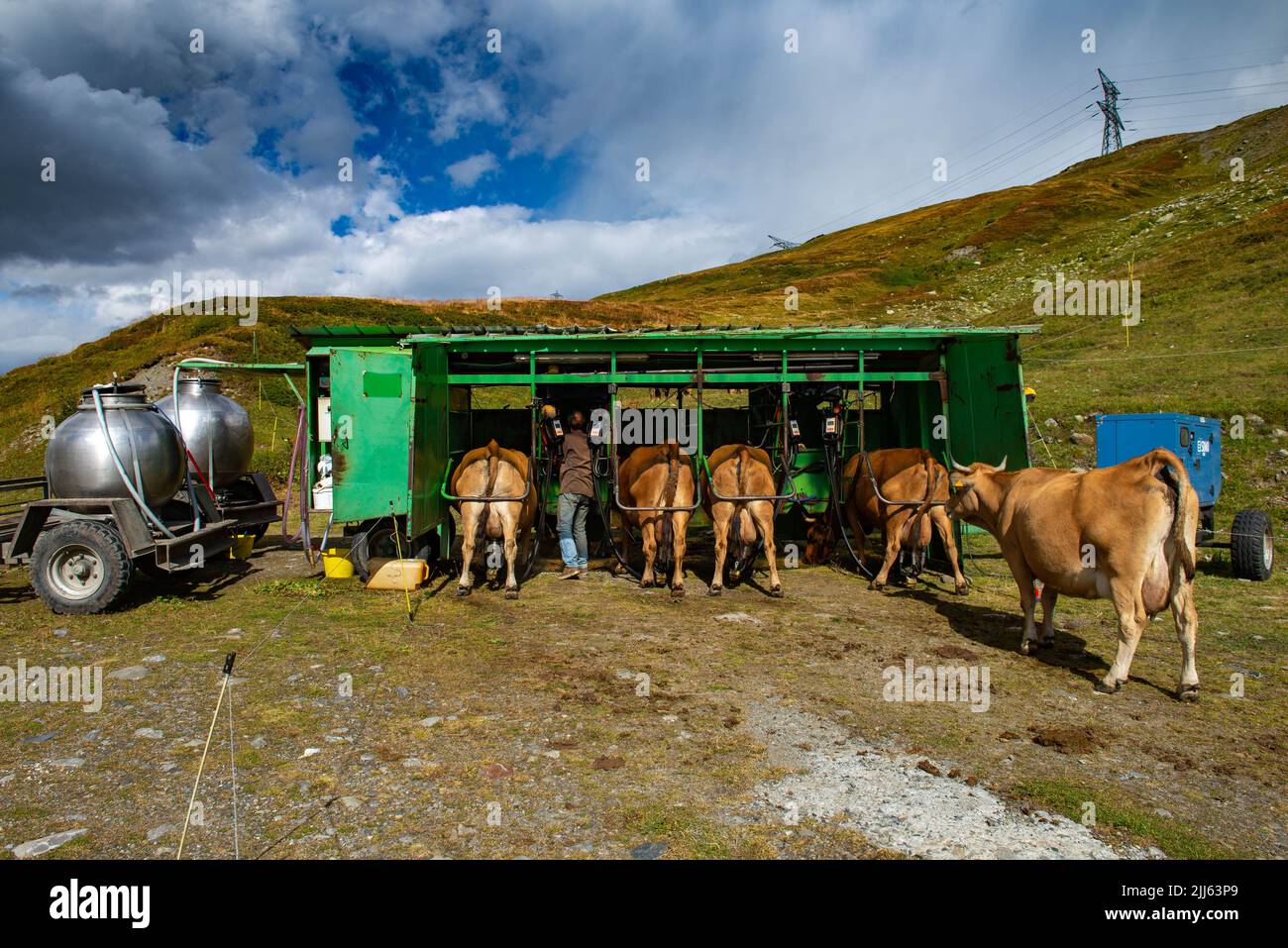 A cow queues to take its place in the mobile milking unit in the French ...