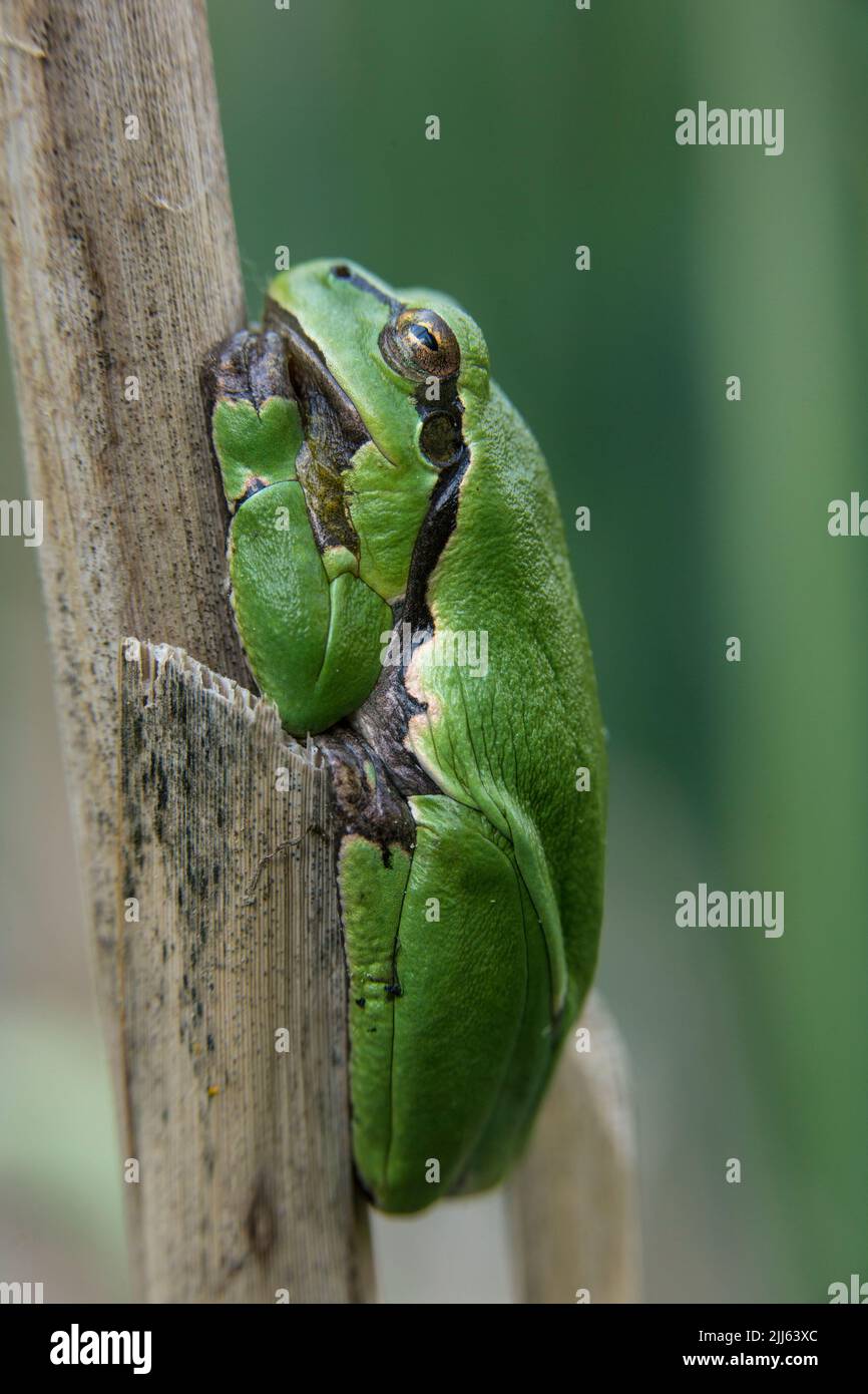 Male of European tree frog (Hyla arborea) sitting on dry cattail leaf ...
