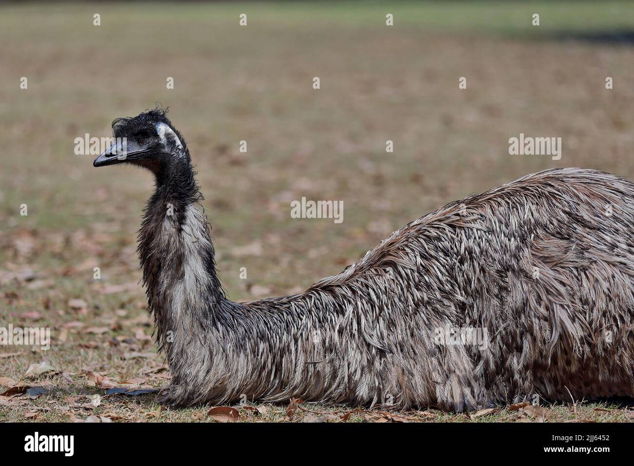 068 Emu bird in the sun resting on the ground. Brisbane-Australia Stock ...