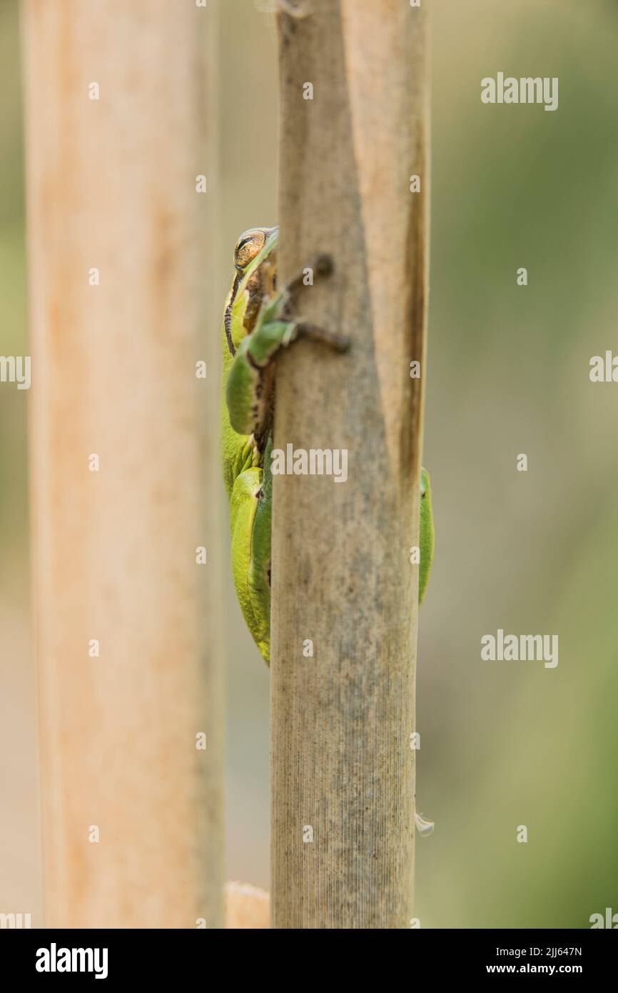 Male of European tree frog (Hyla arborea) sitting on dry cattail leaf ...