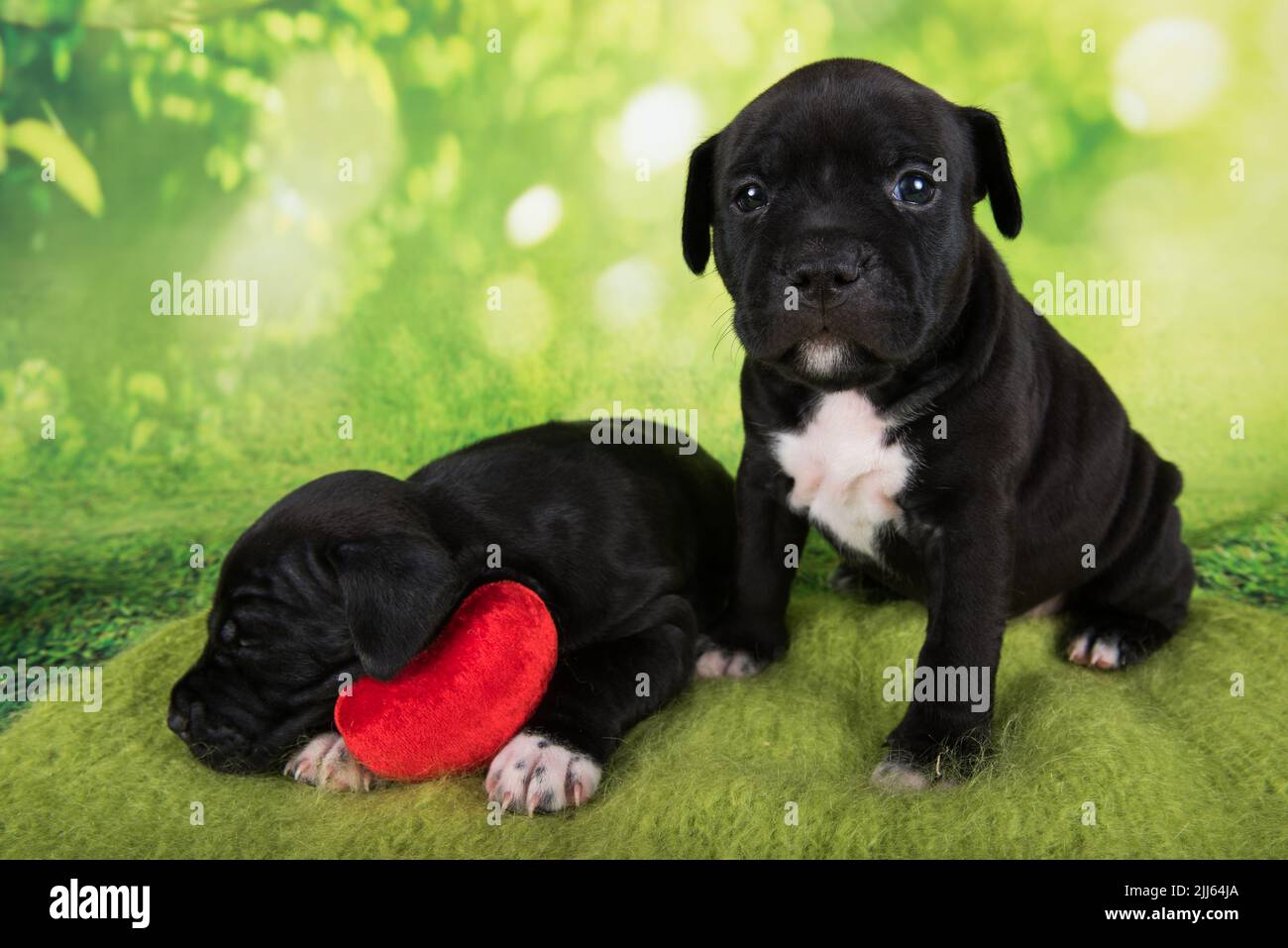 Two Black and white American Staffordshire Terrier dogs or AmStaff ...