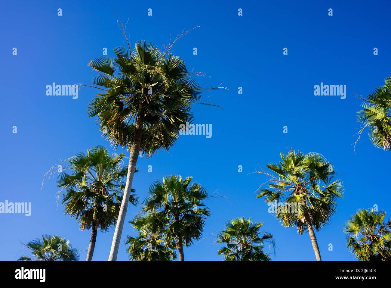 carnauba (copernicia prunifera) is a species of palm native to ...