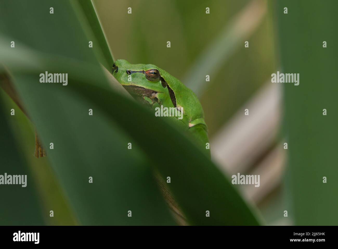 Male of European tree frog (hyla arborea) sitting on a cattail leaf ...