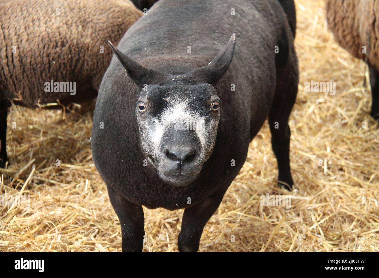 The Head and Face of a Blue Texel Farmyard Sheep Stock Photo - Alamy