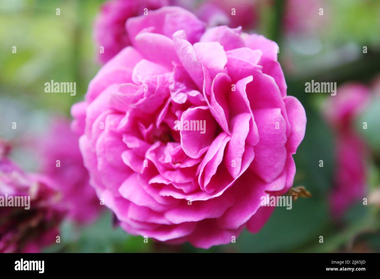 Bright pink rose in garden Stock Photo - Alamy