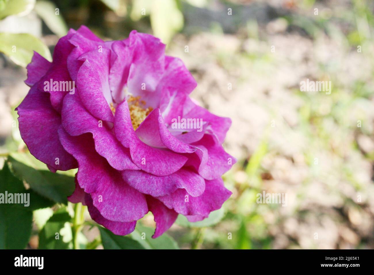 Bright pink rose in garden Stock Photo - Alamy