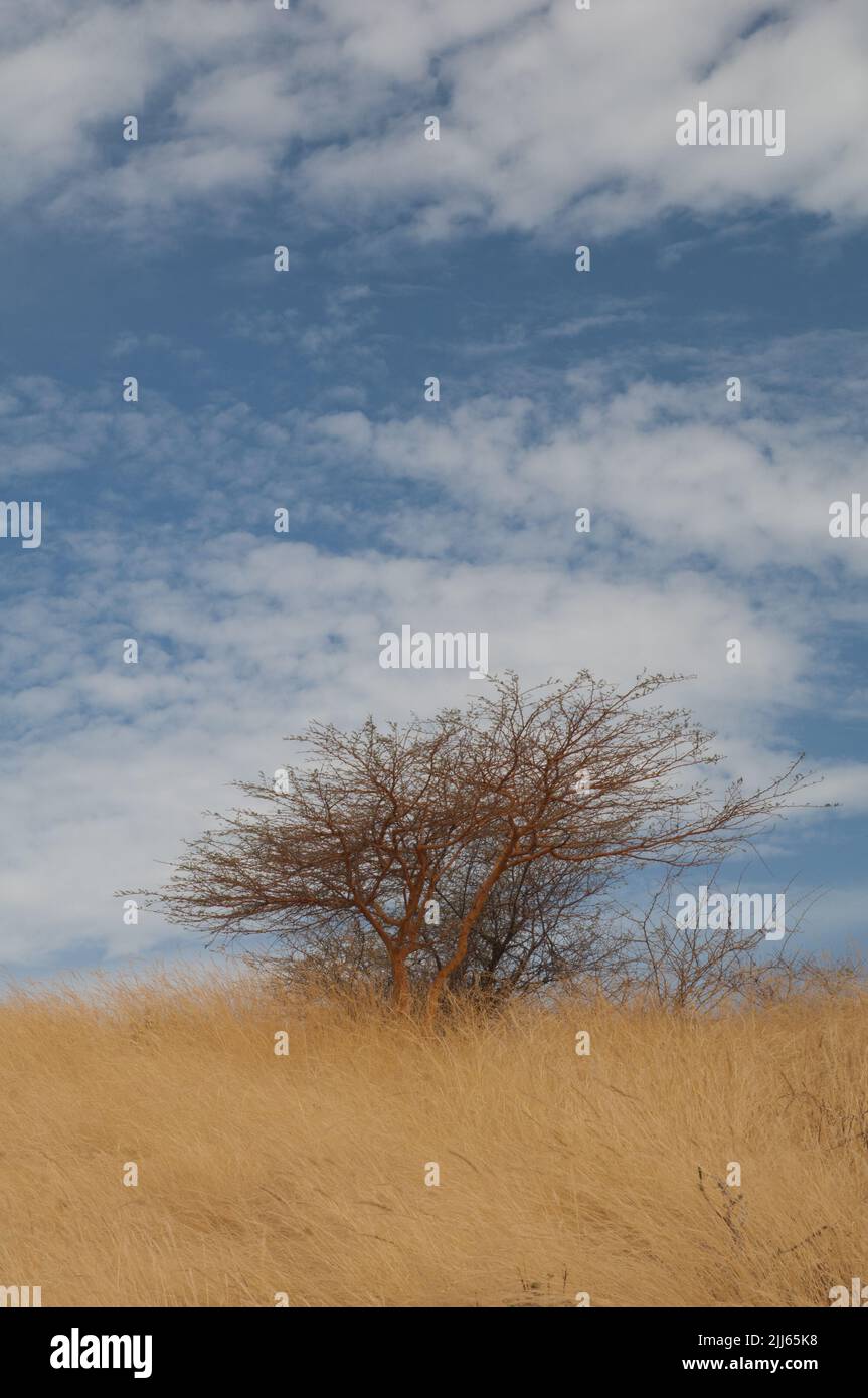 Red acacia Vachellia seyal in the Natural Reserve of Popenguine. Thies ...