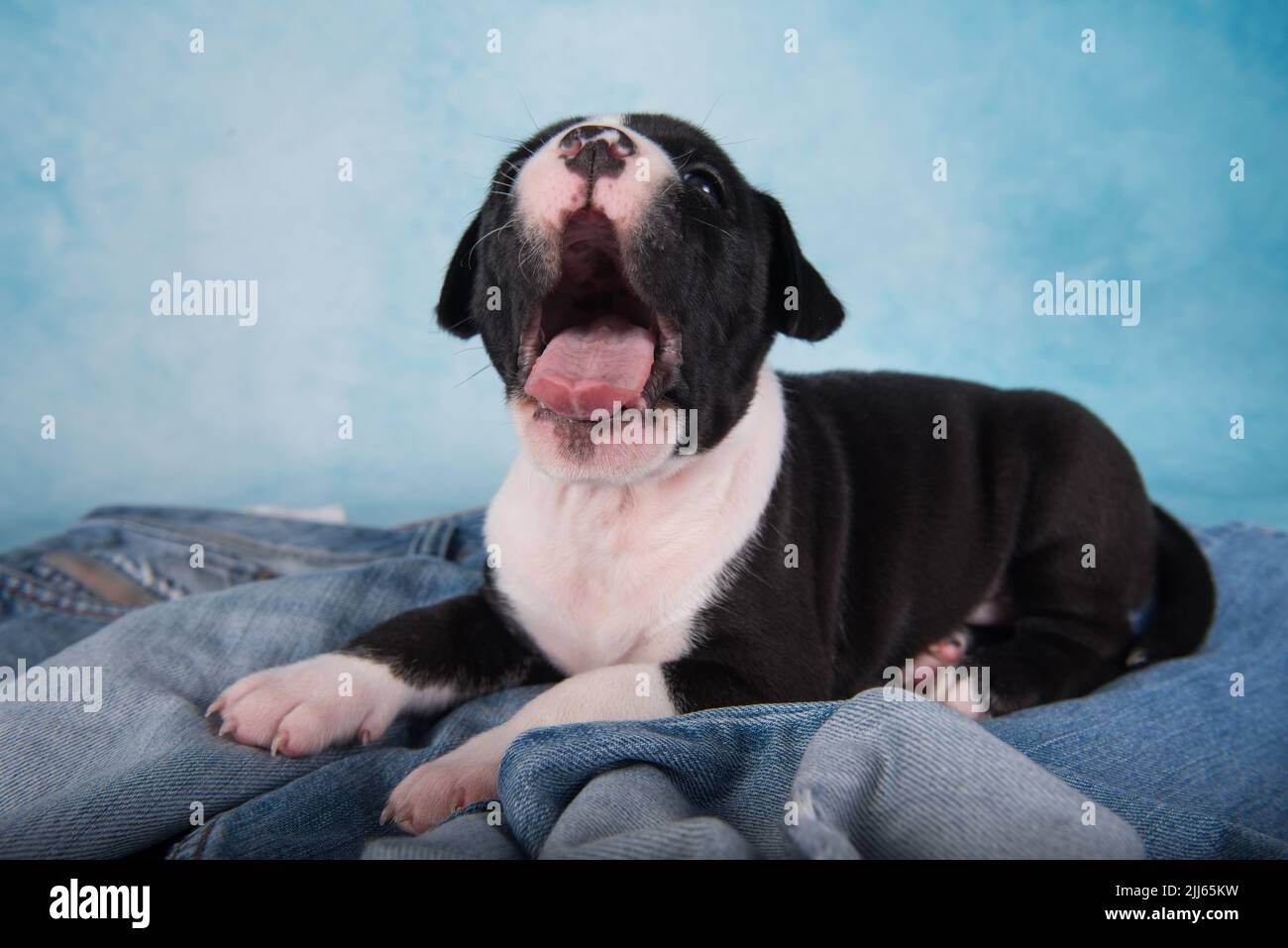 Cute blue staffordshire puppies hi-res stock photography and images - Alamy