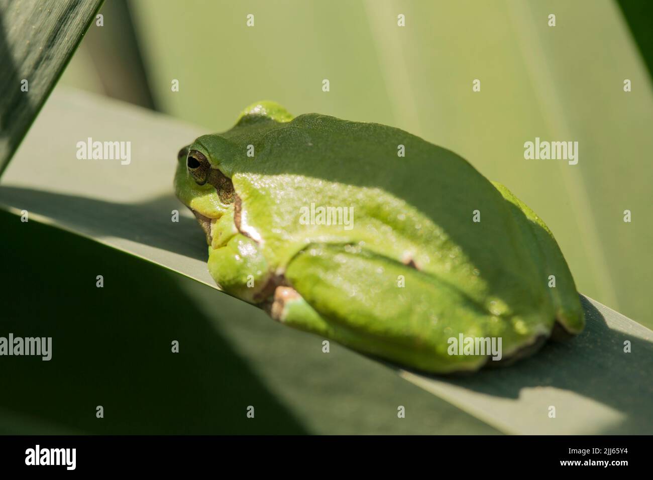Male of European tree frog (hyla arborea) sitting on a cattail leaf ...