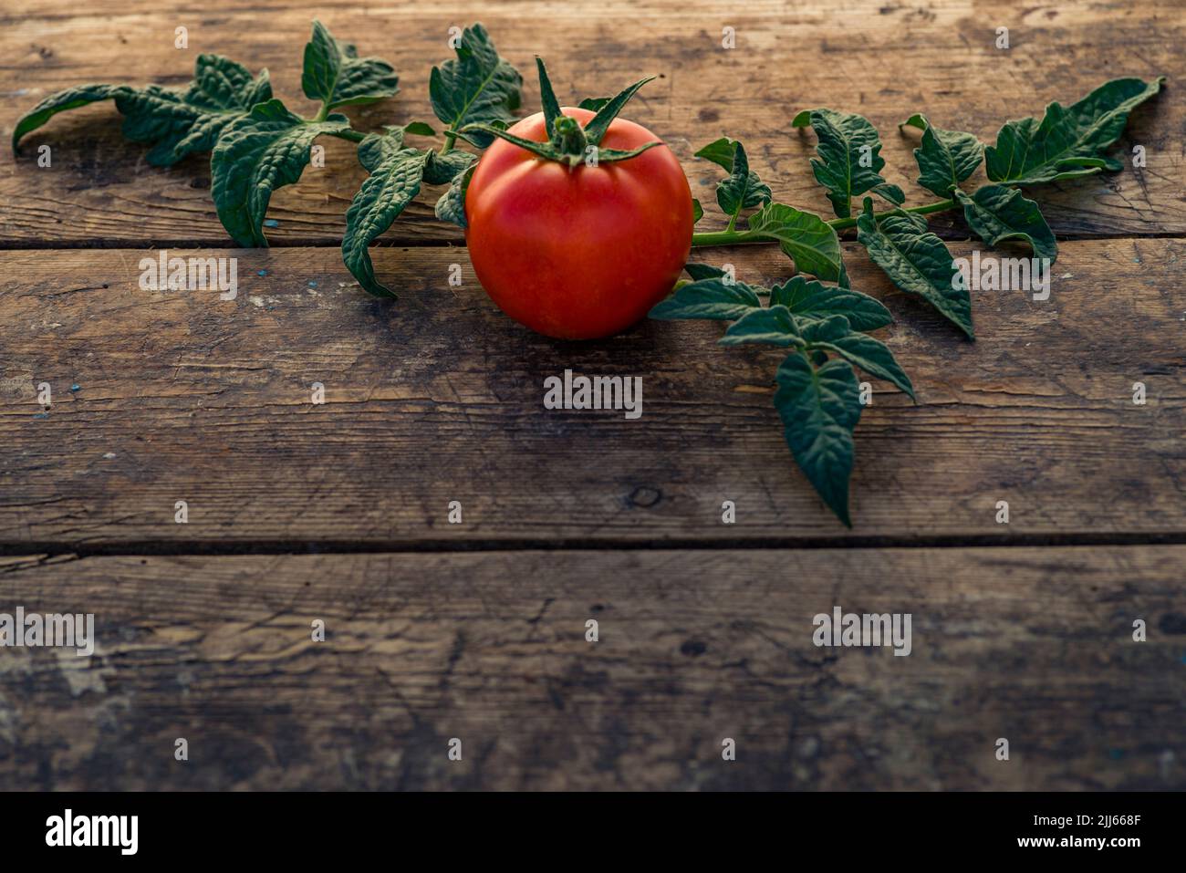 Fresh organic tomatoes on rustic wood background ripe garden, Cooking ...