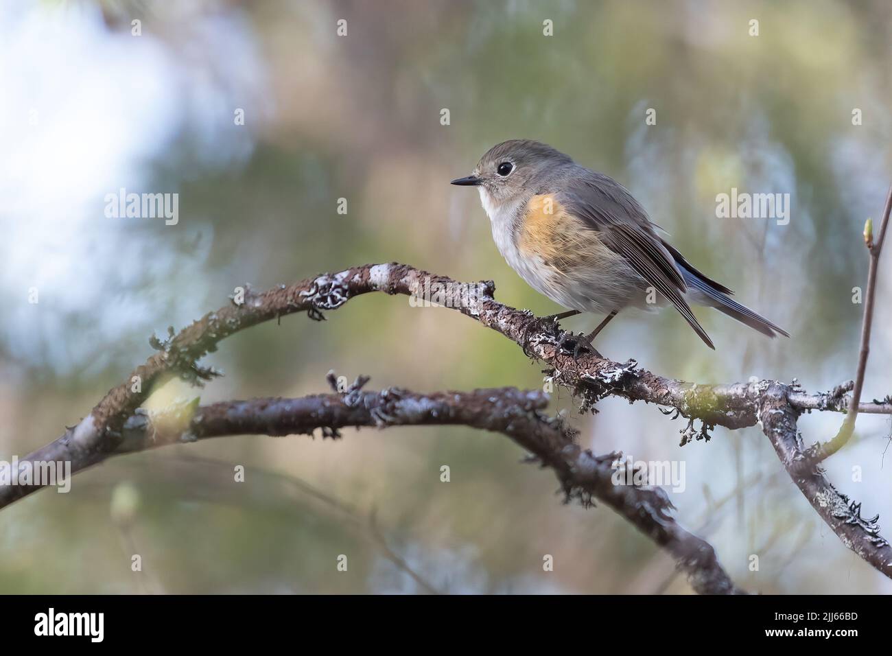 Orange-flanked Bush Robin Stock Photo - Alamy