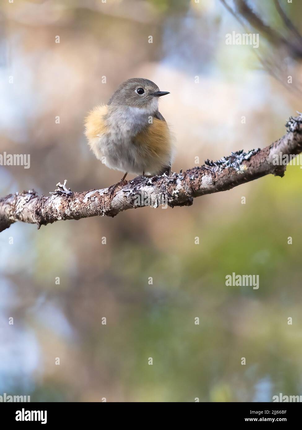 Orange-flanked Bush Robin Stock Photo - Alamy