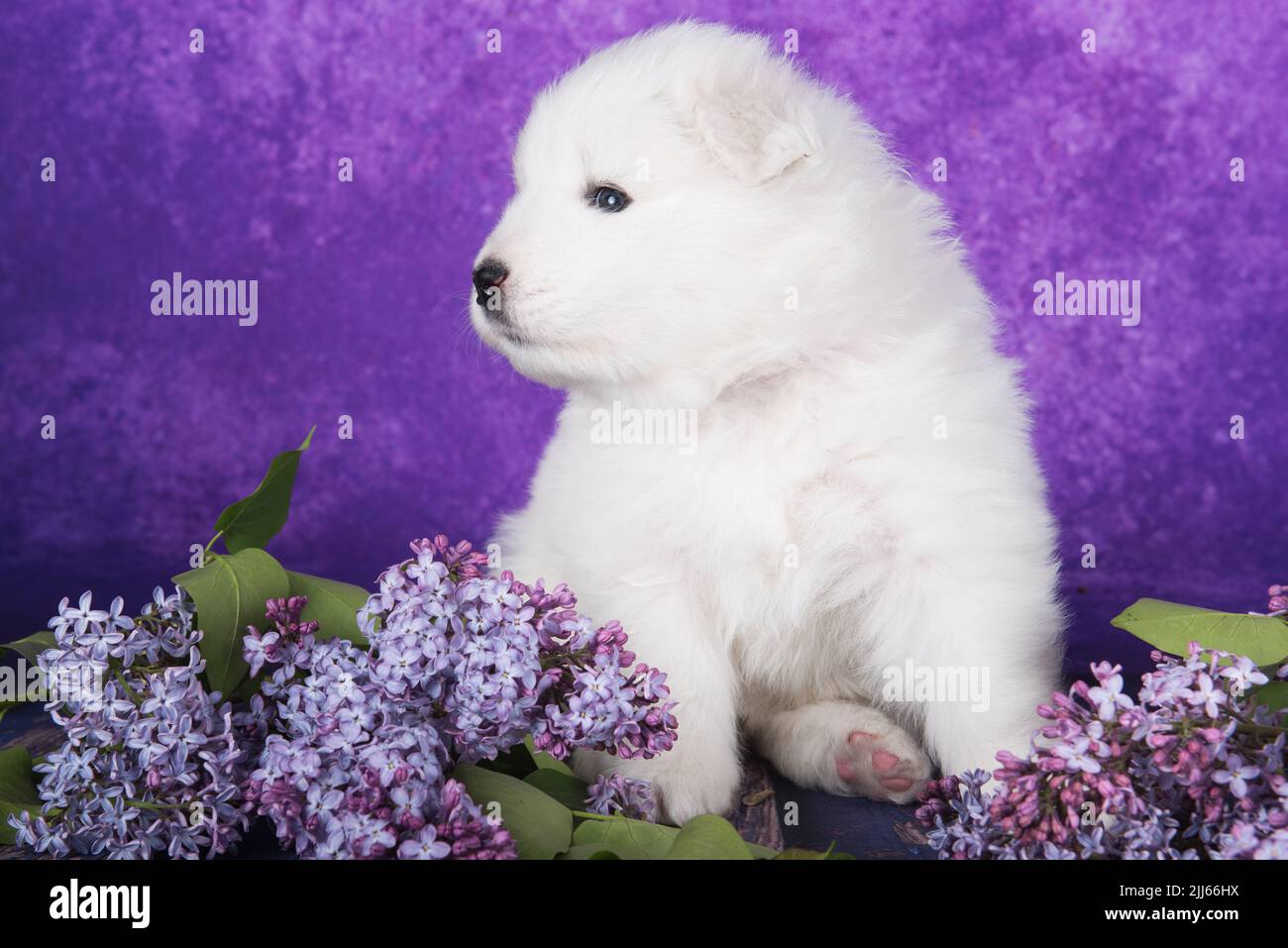 White fluffy small Samoyed puppy dog is sitting on purple background ...