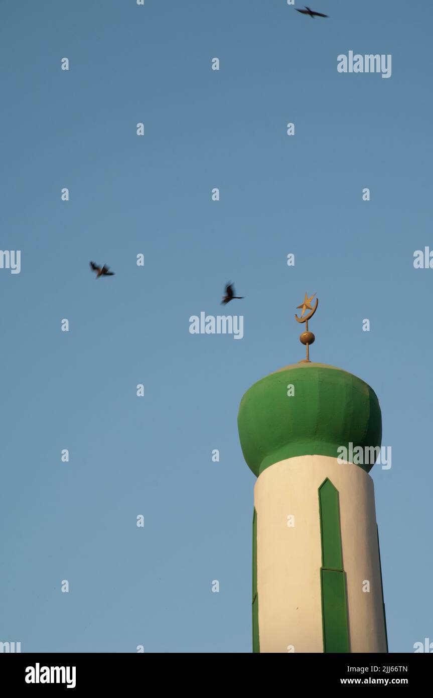 Minaret of a mosque and black kites Milvus migrans in flight. Dakar ...