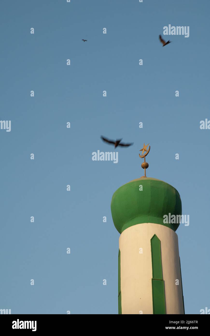 Minaret of a mosque and black kites Milvus migrans in flight. Dakar ...